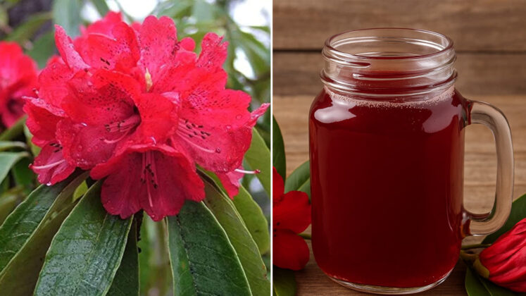 Why You Should Try Buransh – India’s Himalayan Healing Flower - India ...