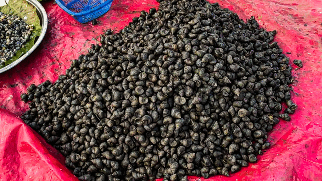 More Than Just Snails: Ghonghi and the Taste of Tradition. - India Eat ...