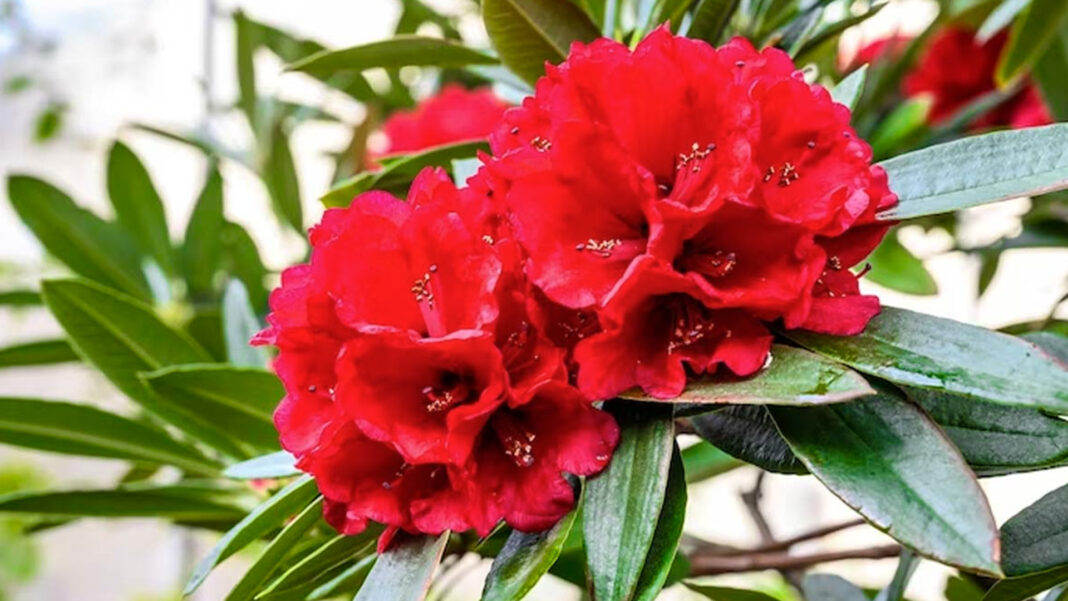 Why You Should Try Buransh – India’s Himalayan Healing Flower - India ...