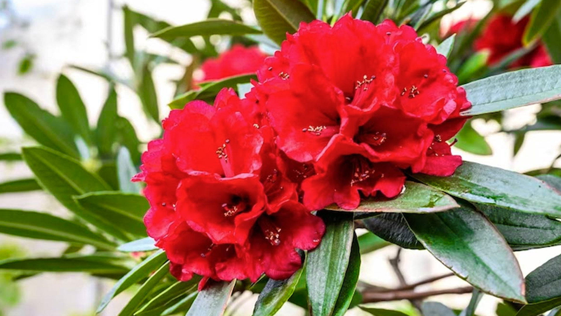 Why You Should Try Buransh – India’s Himalayan Healing Flower - India ...