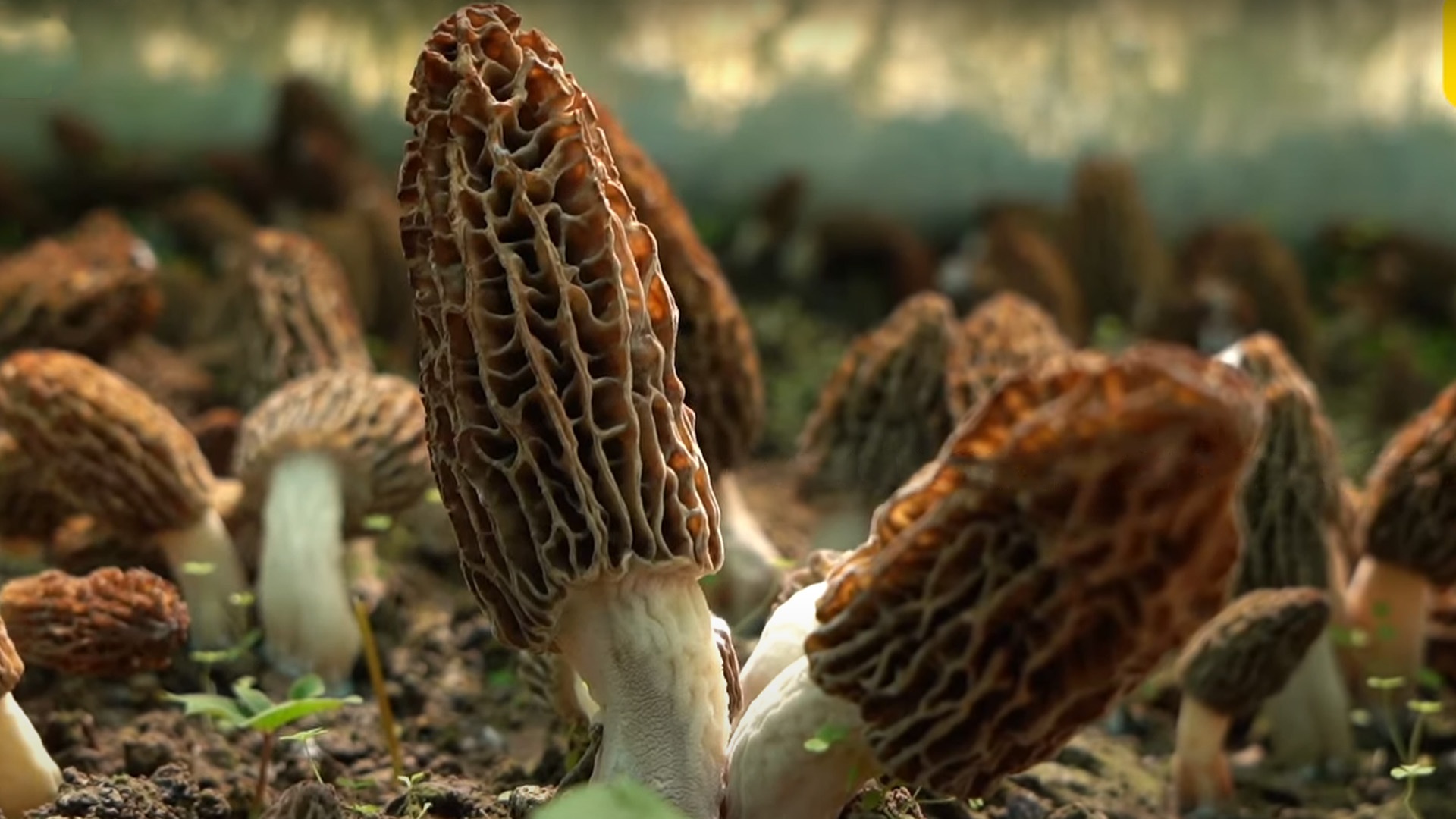 India’s First Gucchi Mushroom Farmers Built a ₹15 Crore Empire - India ...